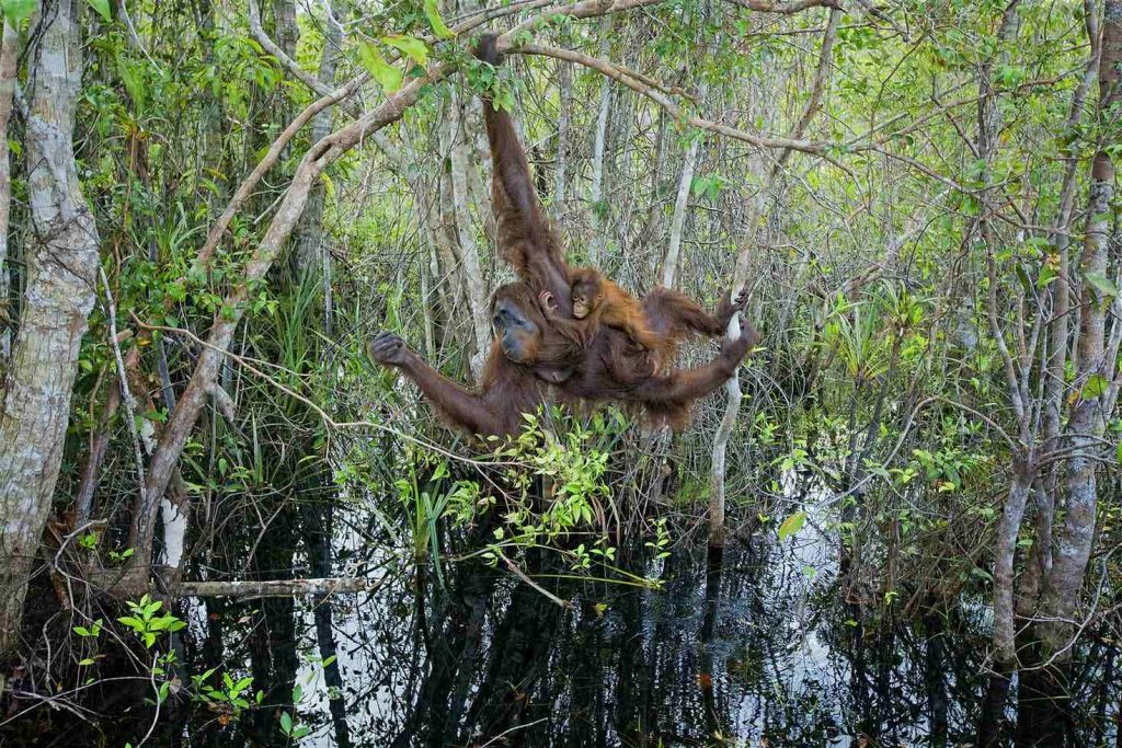 BORNEO / KALIMANTAN | Tour Privato di 3 Giorni oppure 4 Giorni