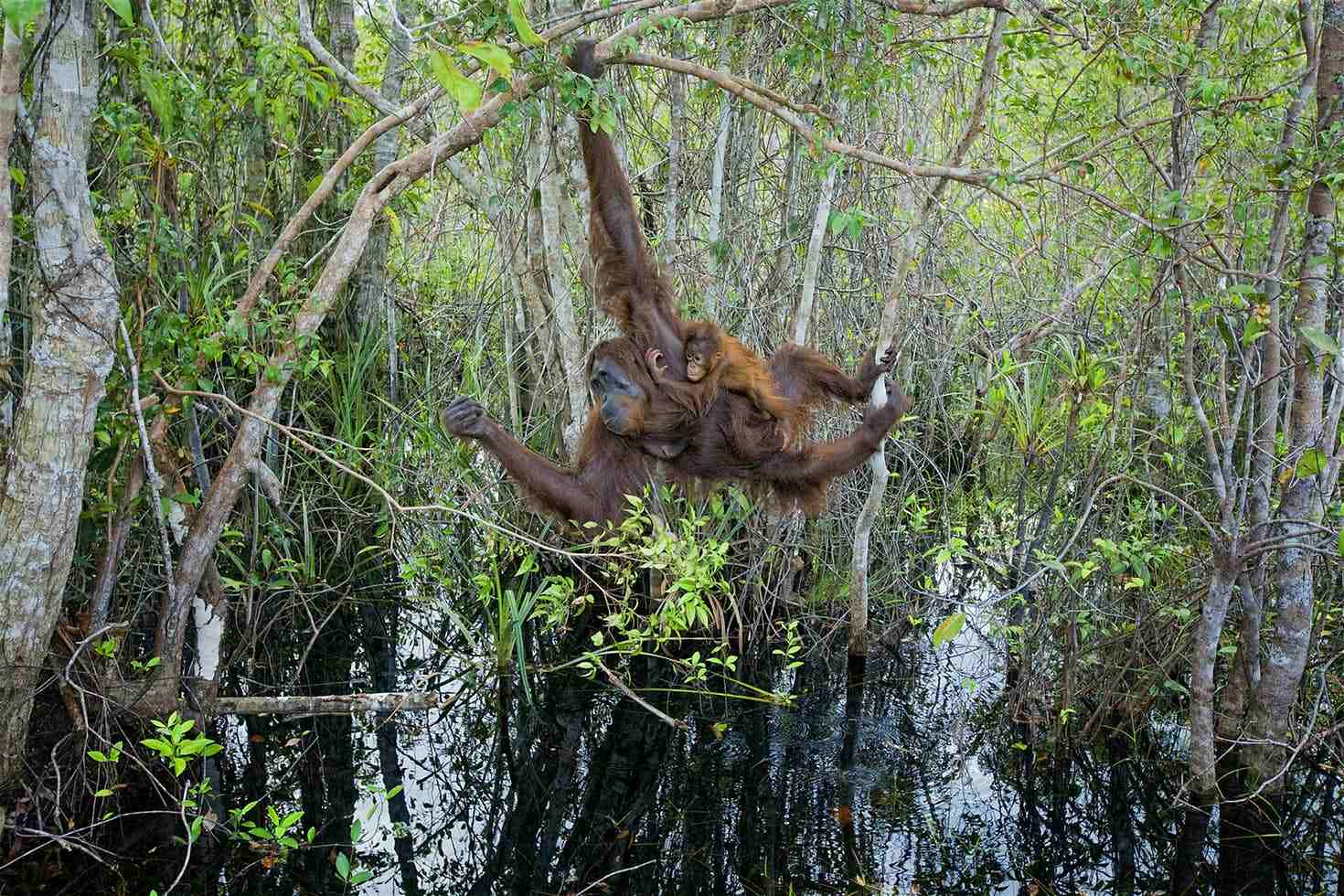 BORNEO / KALIMANTAN | 3 Giorni 2 Notti - Tour Privato
